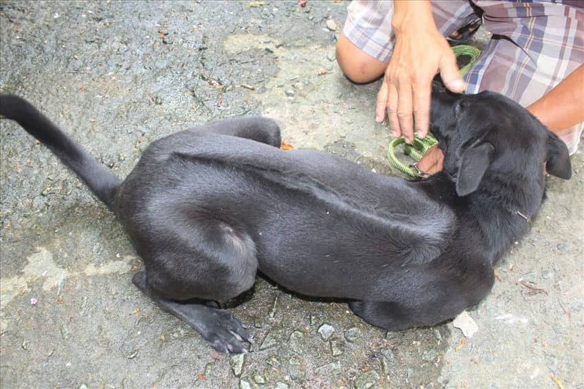 Le chien de Phu Quoc connu comme une race d'animal précieuse au Vietnam
