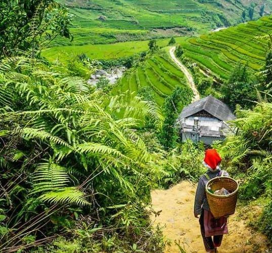 La moisson du riz à Sapa, Y Ty, Hoang Su Phi et Mu Cang Chai au Vietnam